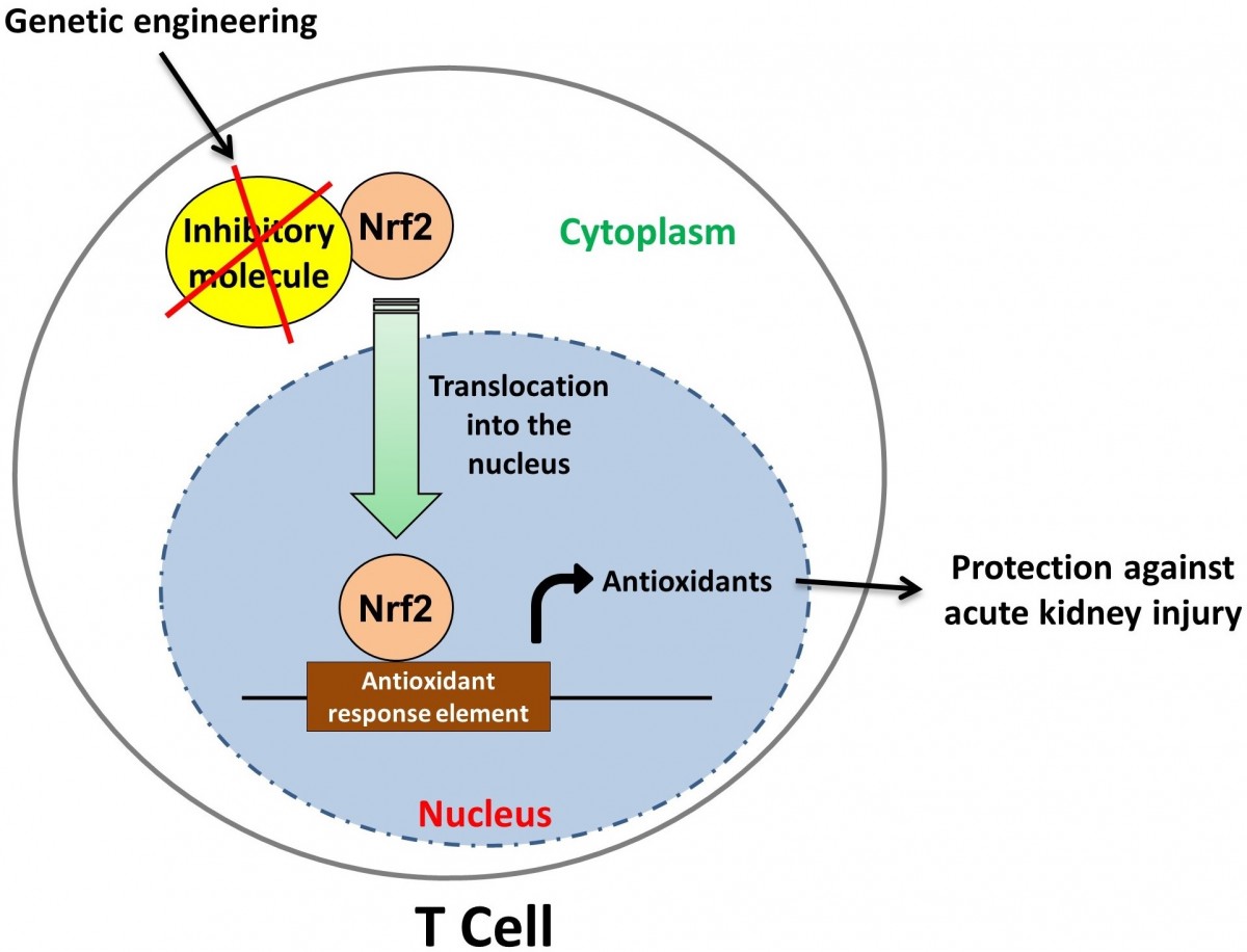 Johns Hopkins Scientists Discover a Promising Treatment for Acute ...