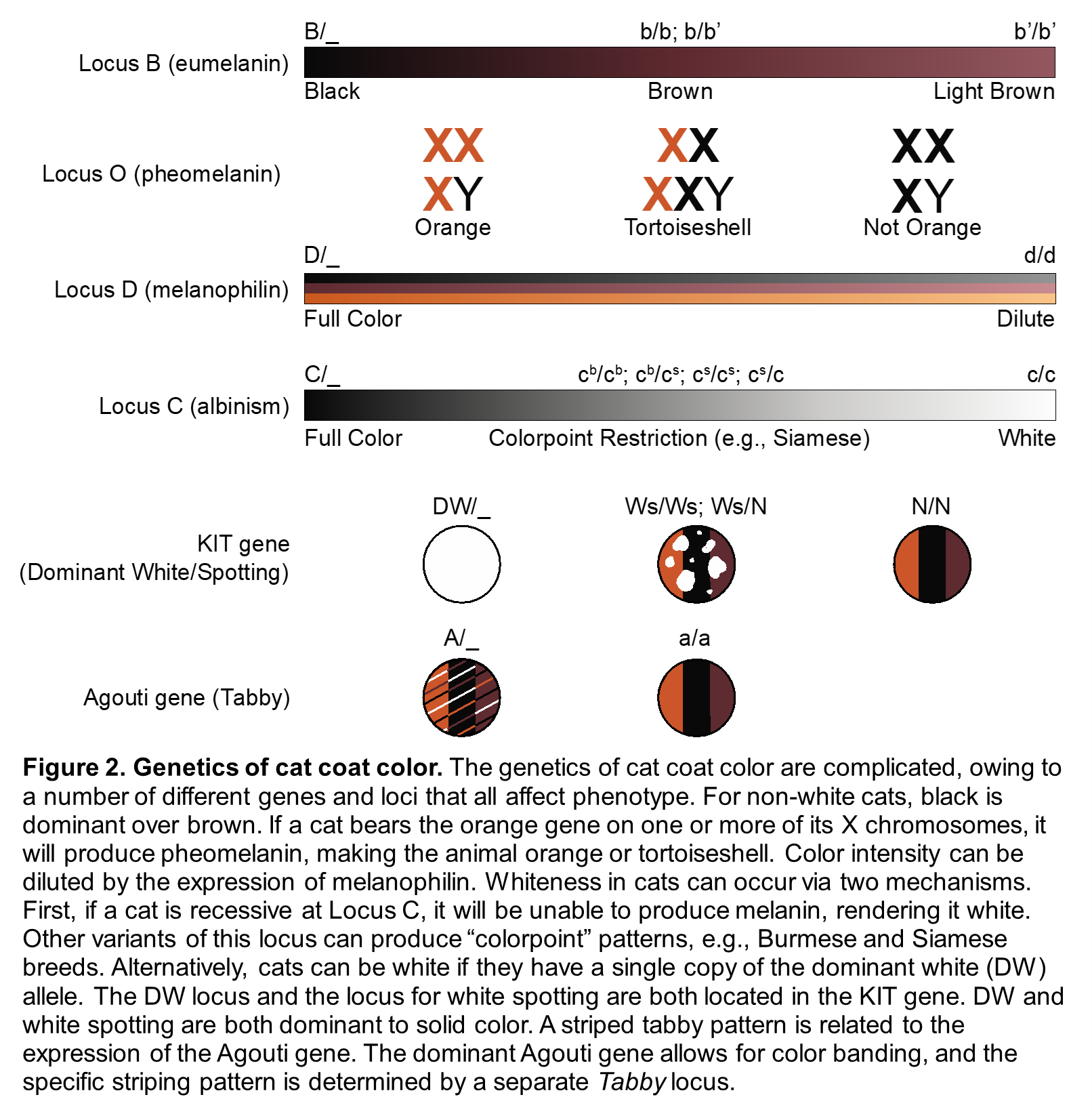 A Semi-Quantitative Analysis of the Cats of Baltimore | Biomedical Odyssey